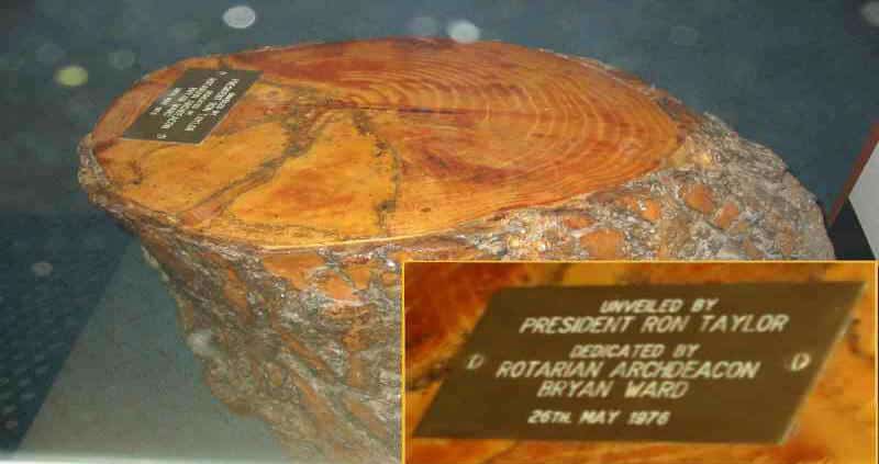 Friendship Trees in New Zealand and Australia | Rotary Global History ...