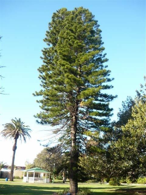 Friendship trees in Africa | Rotary Global History Fellowship (RGHF)